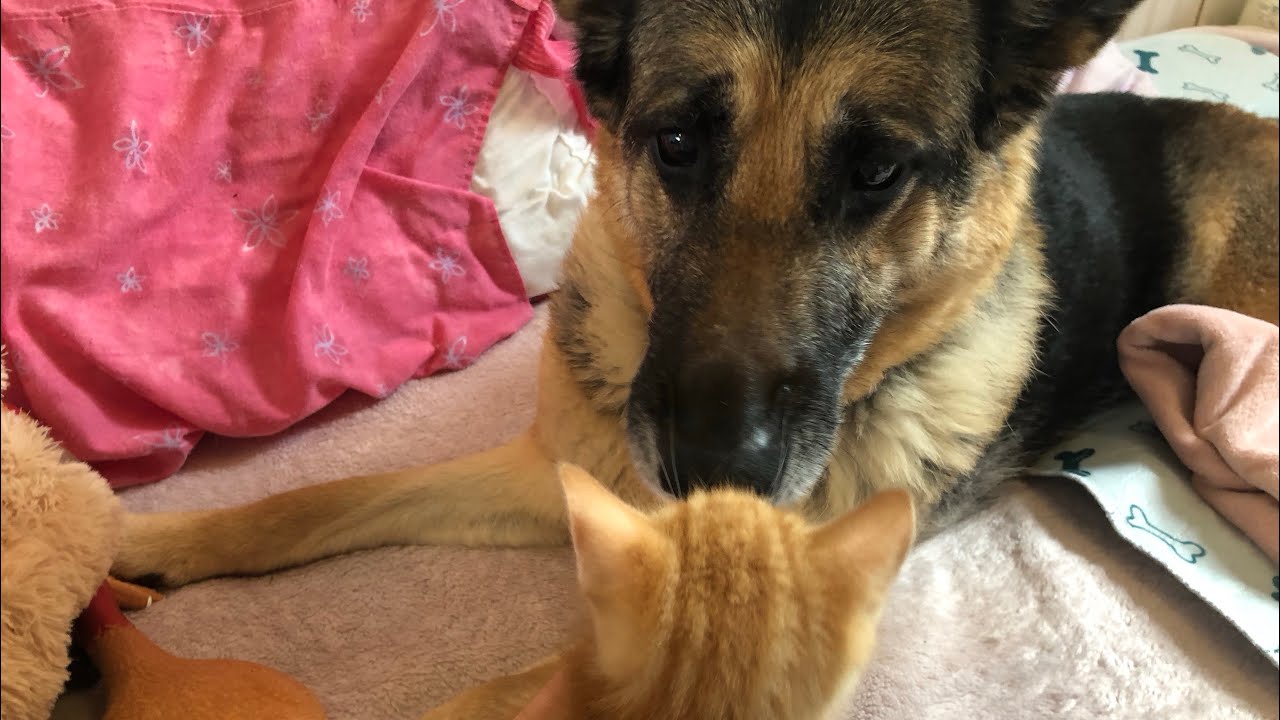 Reign's BIRTHDAY MORNING. Kitten Rusty bites Reign's tail. Reign the ...