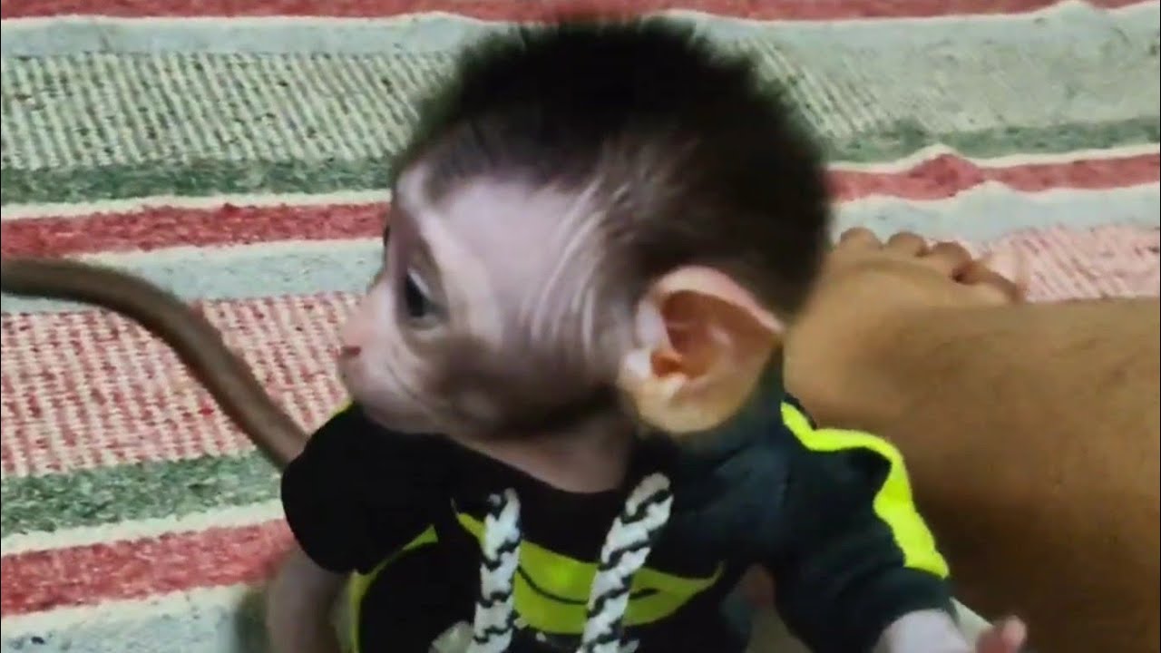 Baby Monkey Coco So Curious At Anything🥰 - YouTube