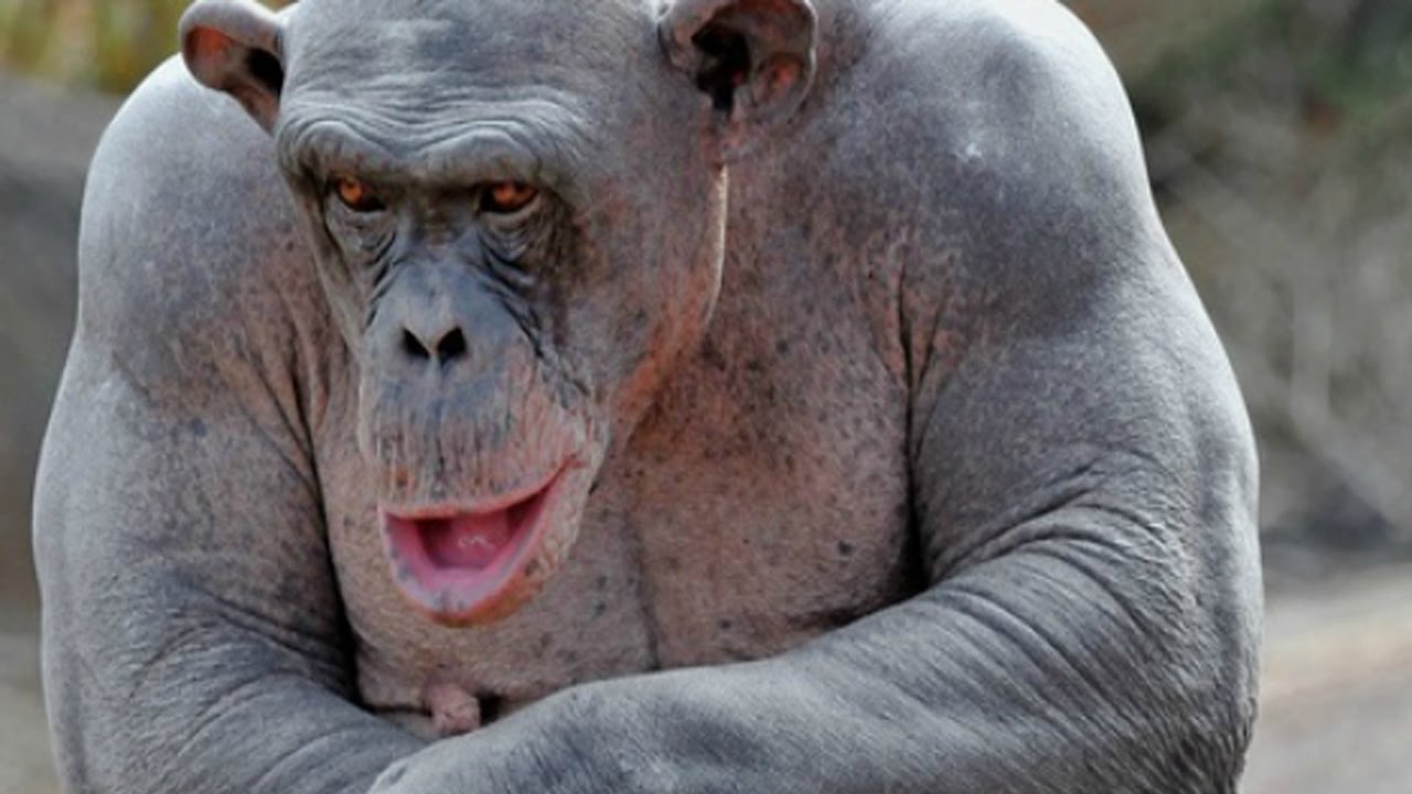 16 Animals Who Are Genuinely Terrifying Without Their Fur - YouTube