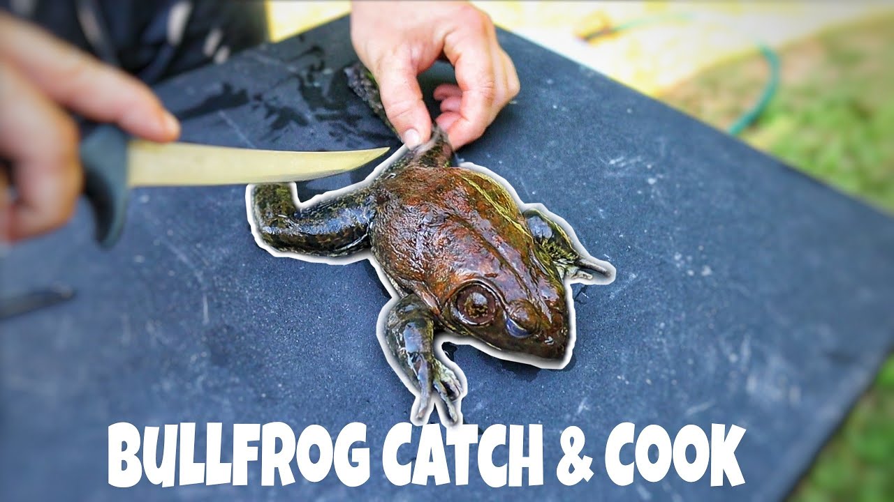 Catching Giant Bullfrogs By Hand! {Catch and Cook} - YouTube