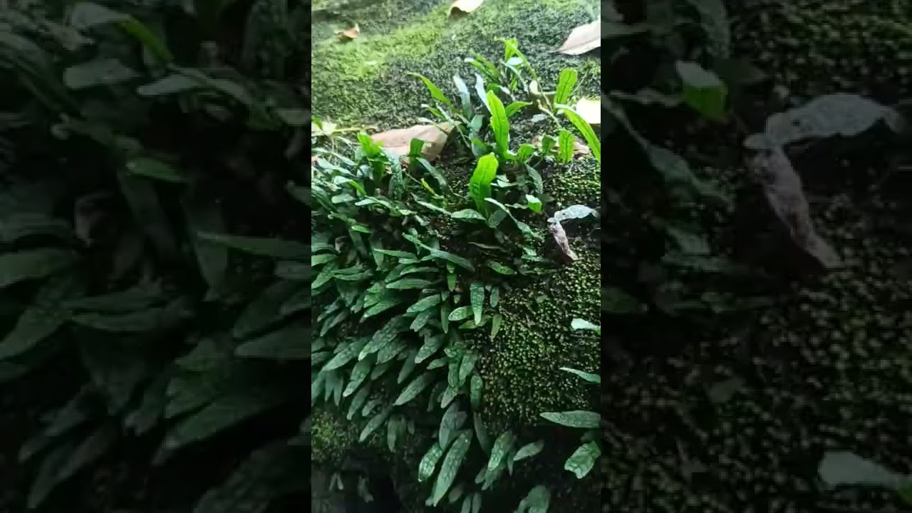 Java fern in wild. Dwarf Java fern , rare species of Java fern. # ...