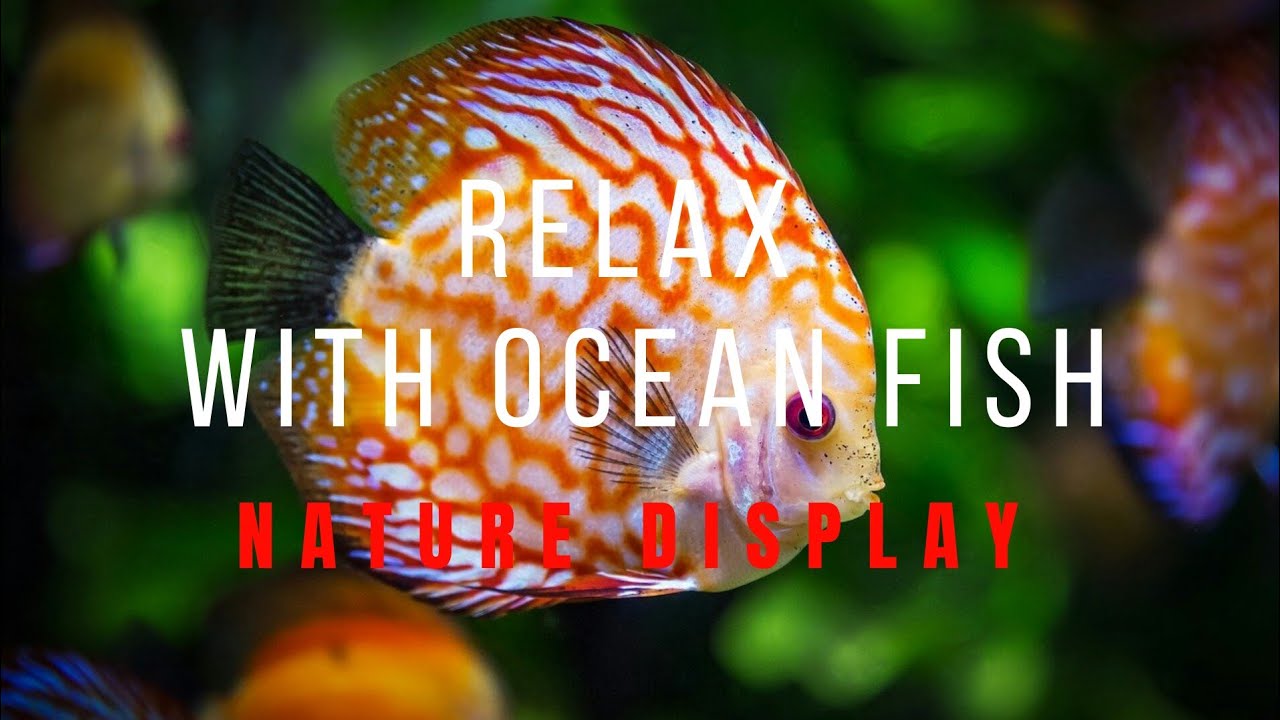 Aquarium fish relax music🐠| the best relax music | 4k fish tank | relax ...