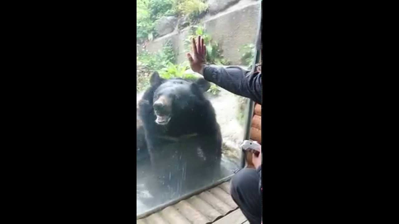 High five with Bear :) - YouTube