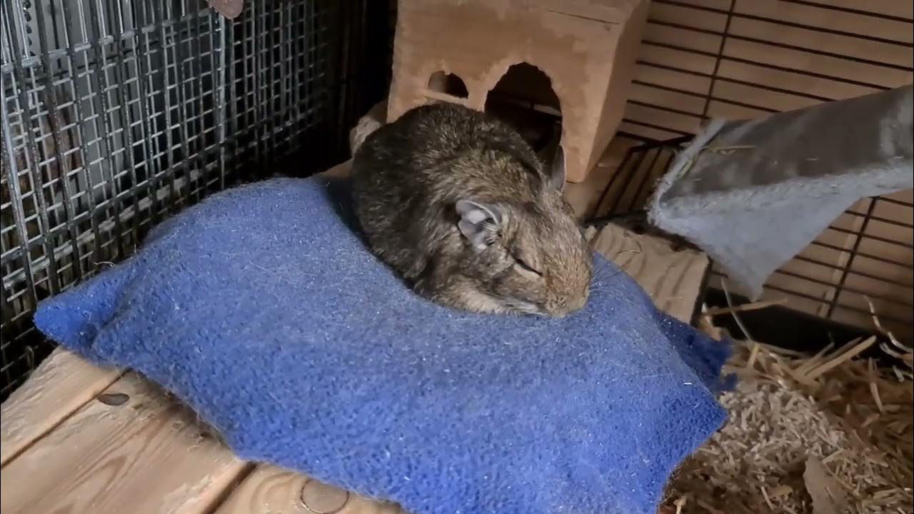 Sleepy degu Inez on the heat pillow - YouTube