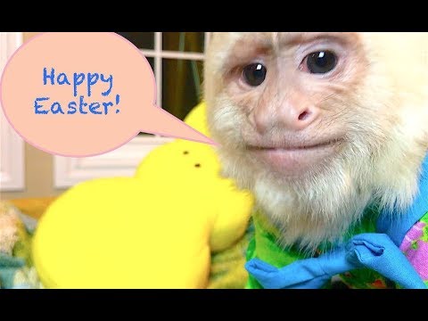 Capuchin Monkey Easter - YouTube