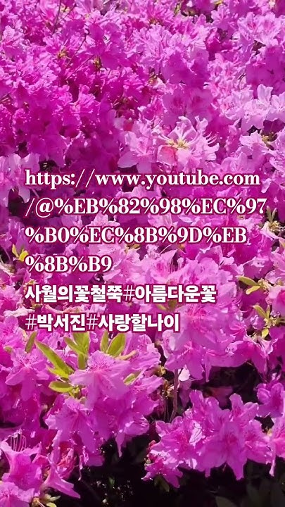 https://www.youtube.com/@%EB%82%98%EC%97%B0%EC%8B%9D%EB%8B%B9 #아름다운꽃 ...