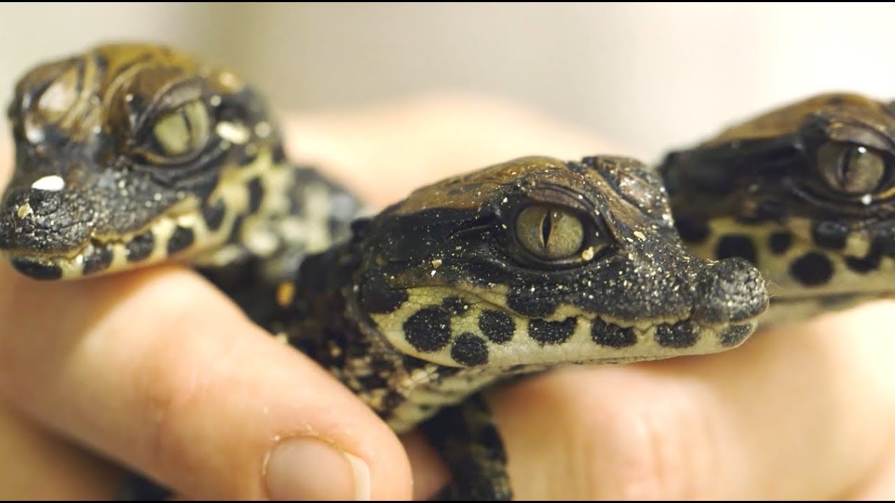 Baby West African Dwarf Crocs Hatch - YouTube