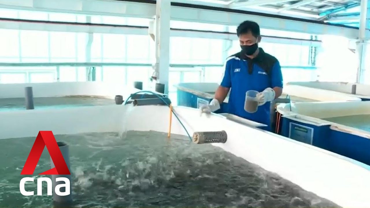 Sea spaces to be tendered out for farming to bolster Singapore's food ...