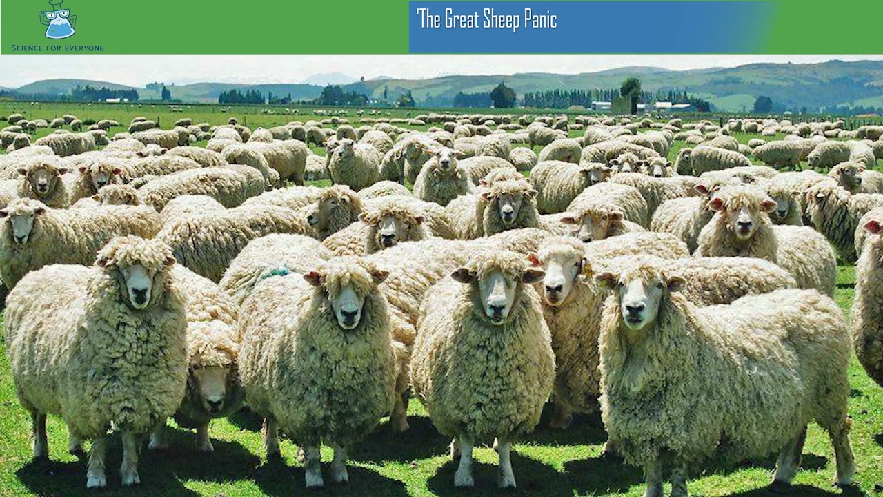 The Great Sheep Panic - YouTube