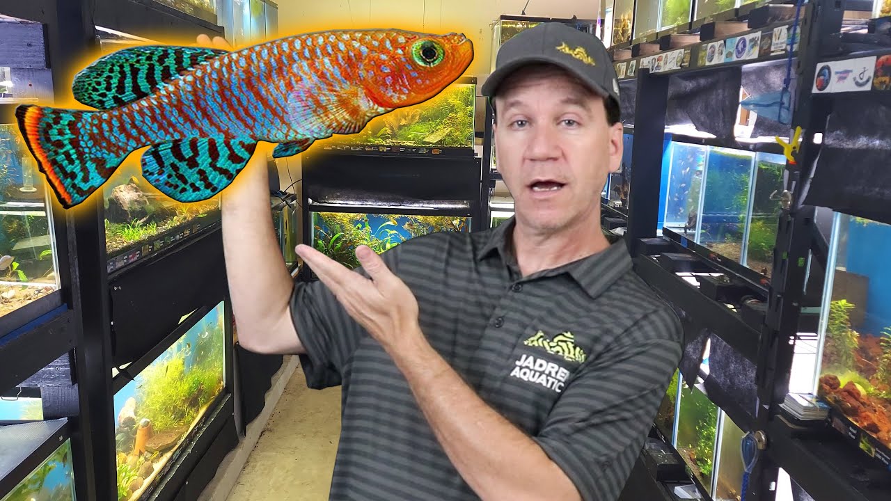 Breeding for Profit: Lots of New Gorgeous Killfish! - YouTube