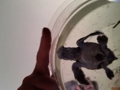 Raw: Albino and Conjoined Turtles Hatch in Italy - YouTube