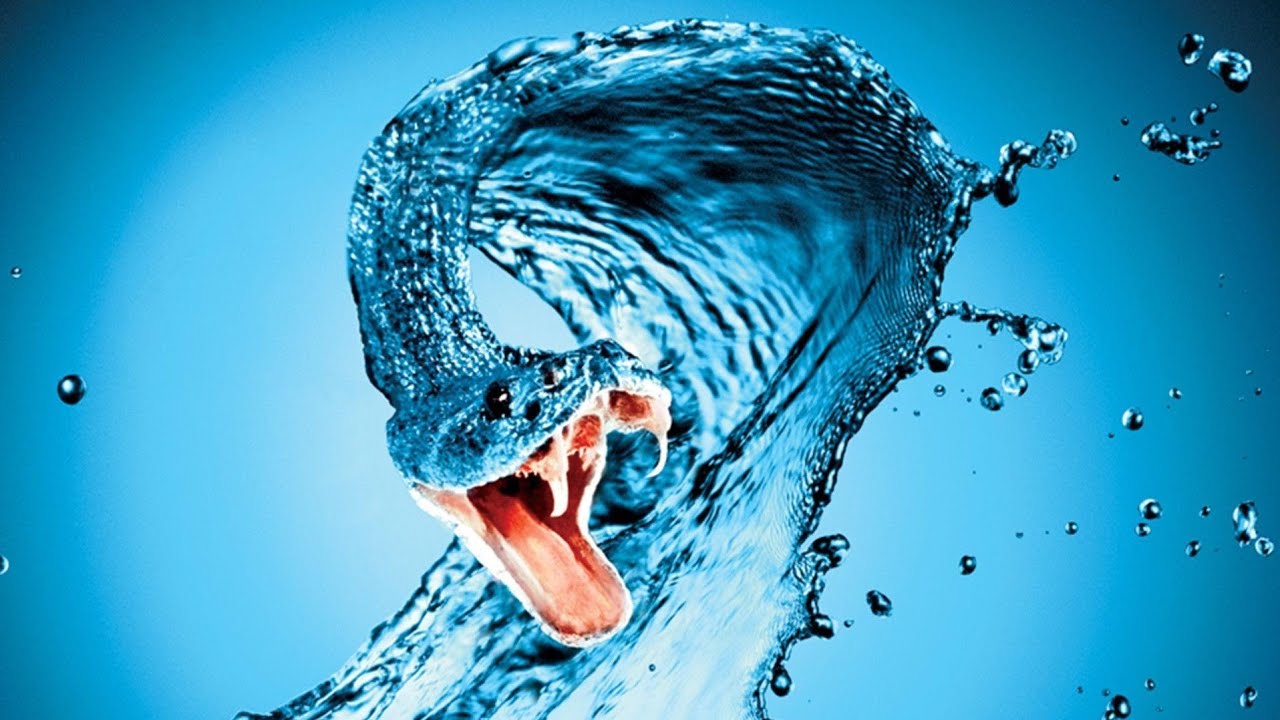 WATER ♏♓♋ 🐍SNAKES MADE THERE BED TIME TO LAY IN IT SCORPIO PISCES ...