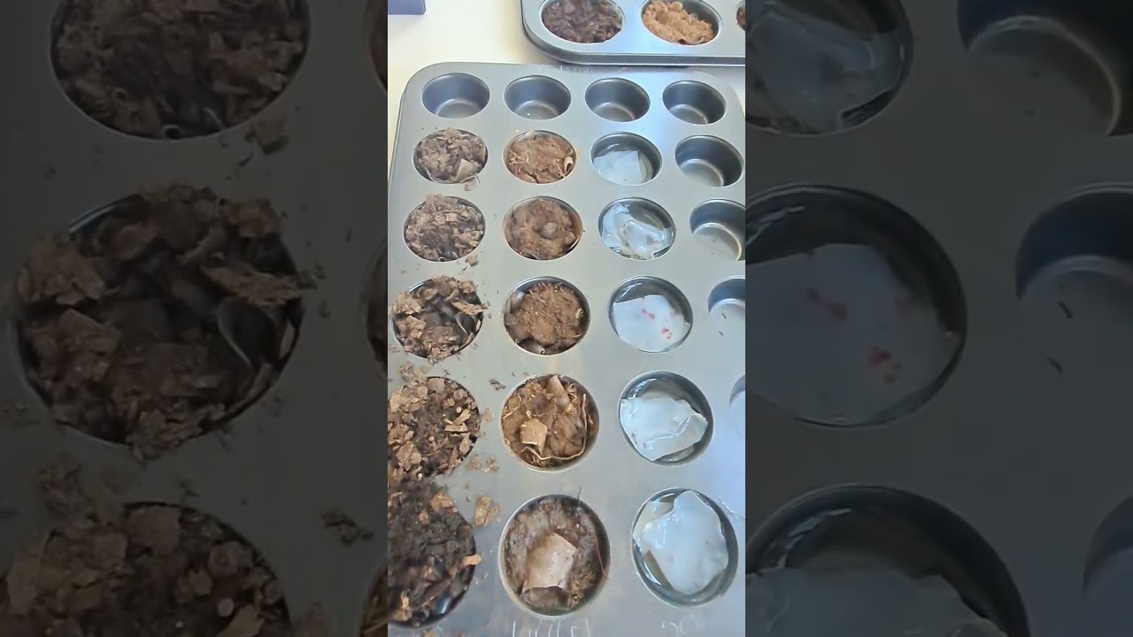 Bioplastic production from cornstarch, & degradation testing - YouTube