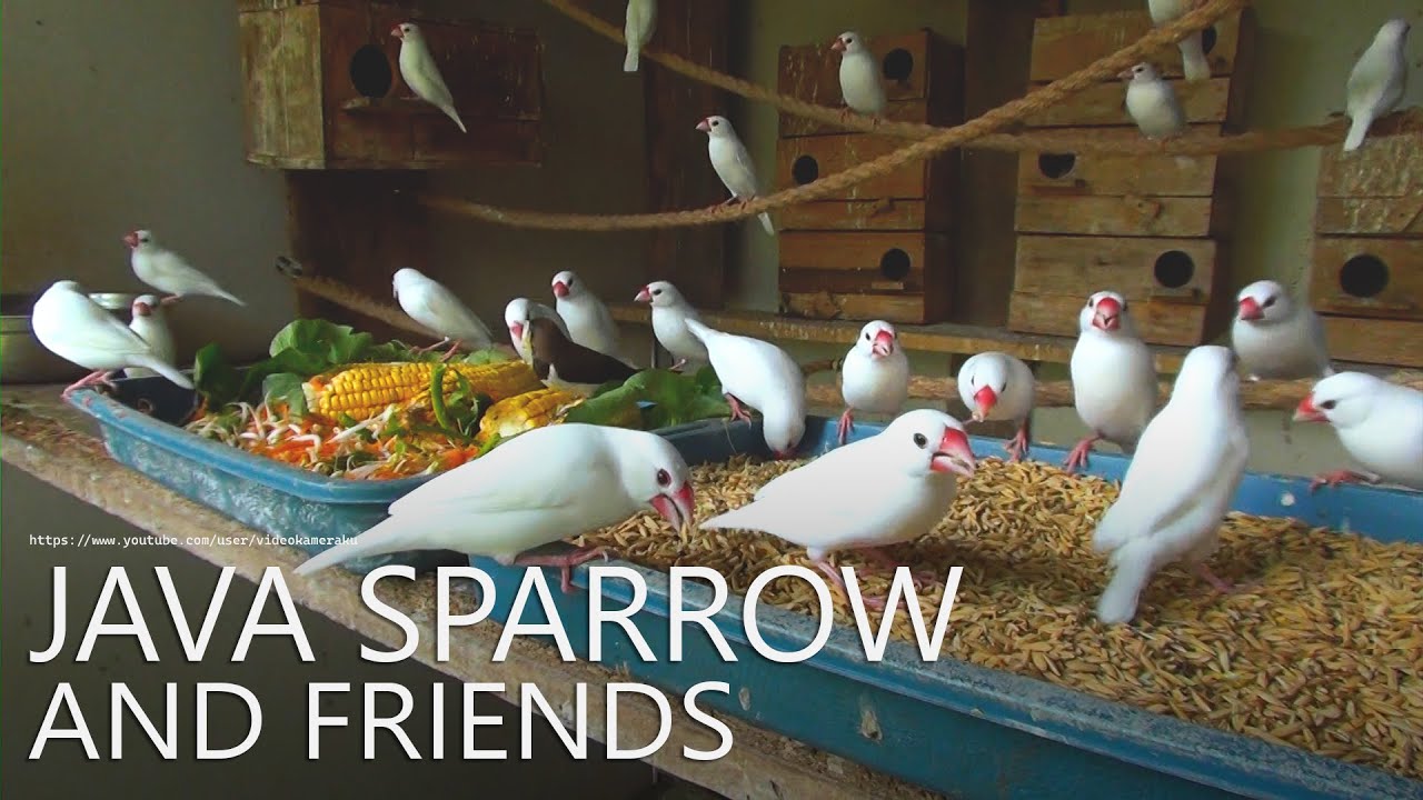 White Java Sparrows and Friends - January 2023 - YouTube