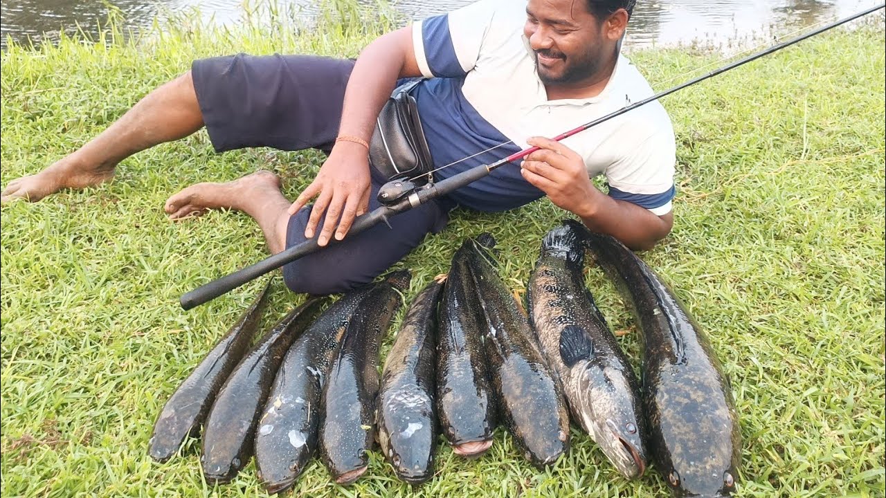 how to catch big size snakehead fish!!kemti dharibe bada saala machha🫵 ...