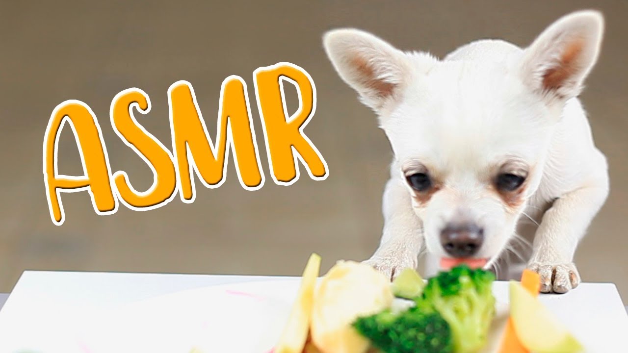 ASMR Dog Reviewing Different Types of Food I MAYASMR - YouTube