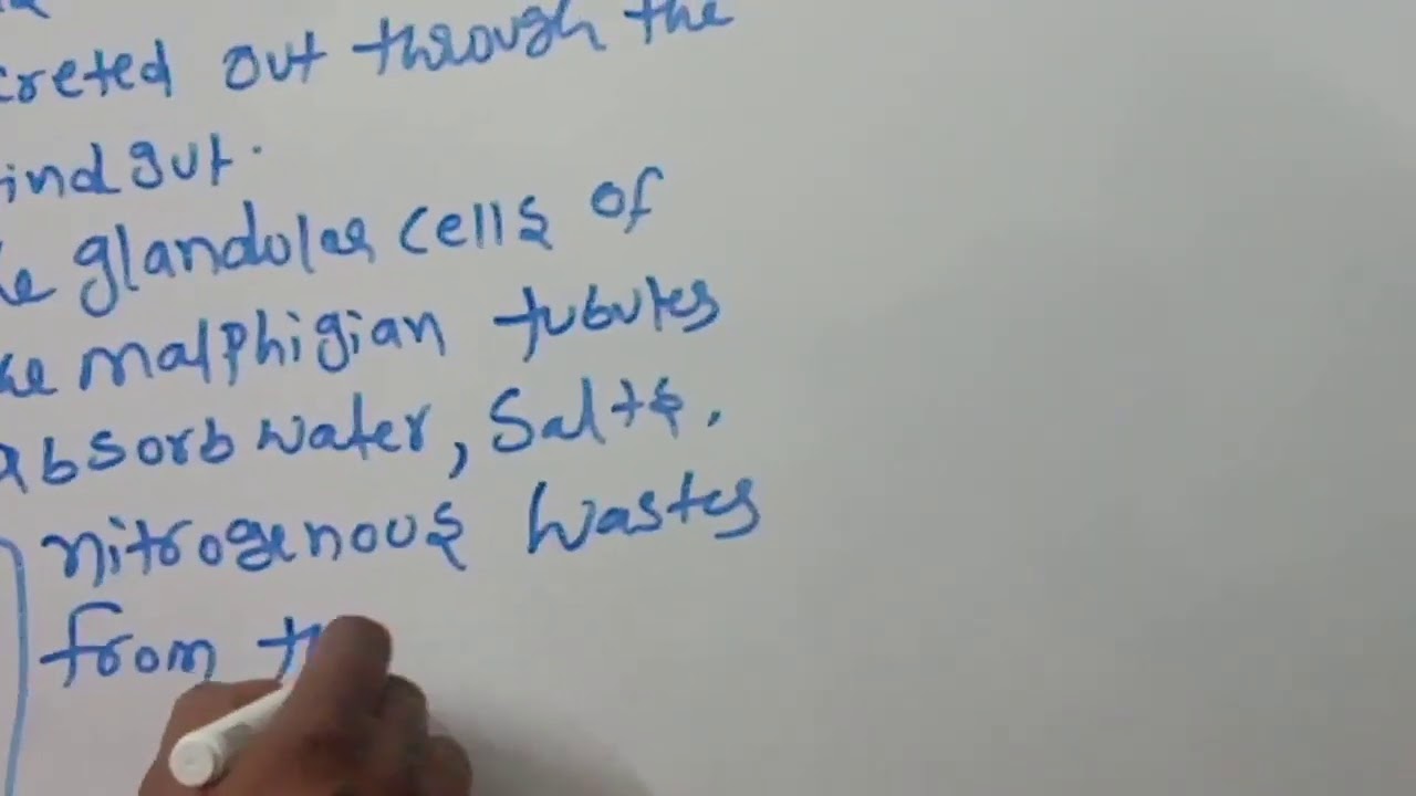 Class 11 reproductive system of cockroach - YouTube