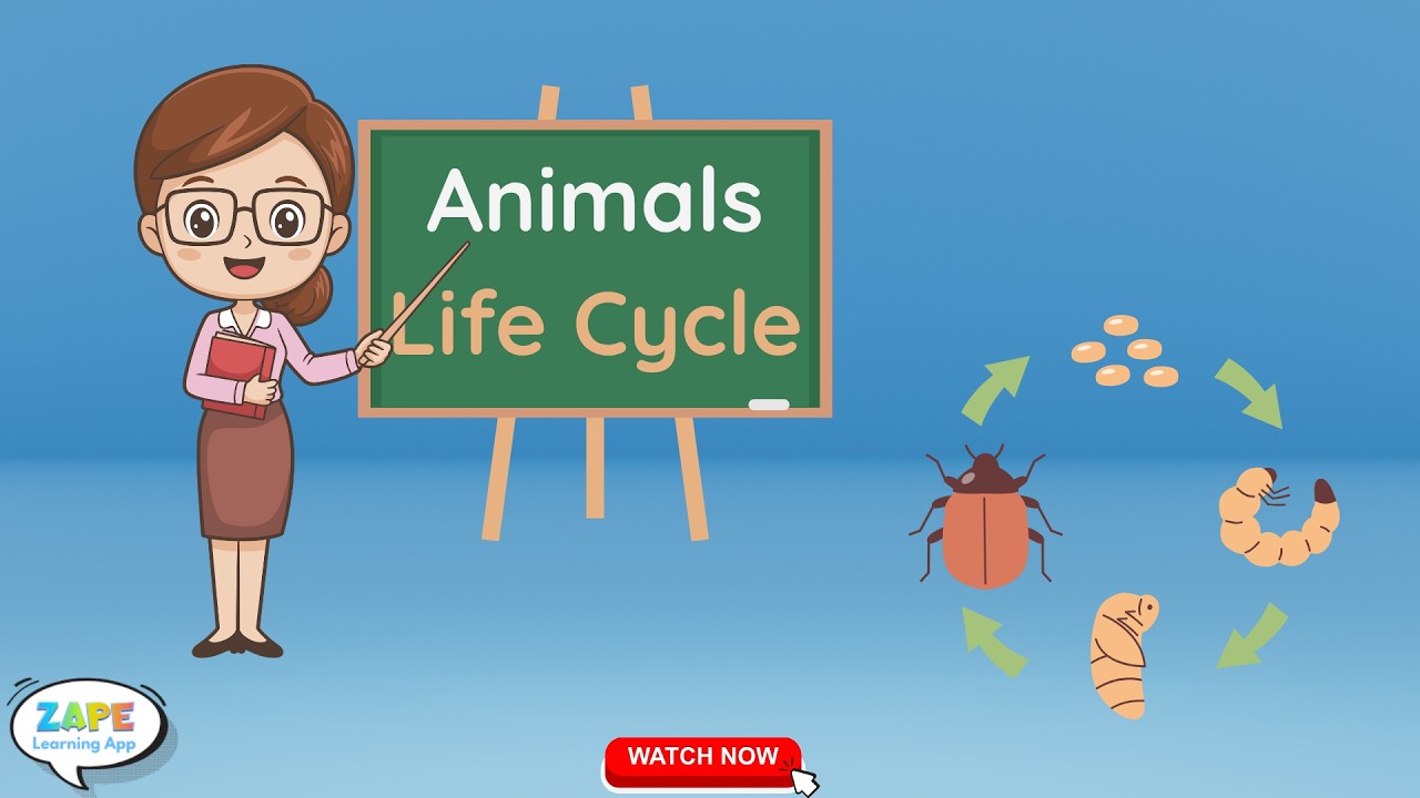 Animal Life Cycle for Kids 🐸🦋🐔 | How Animals Grow and Change | Grade 1 ...