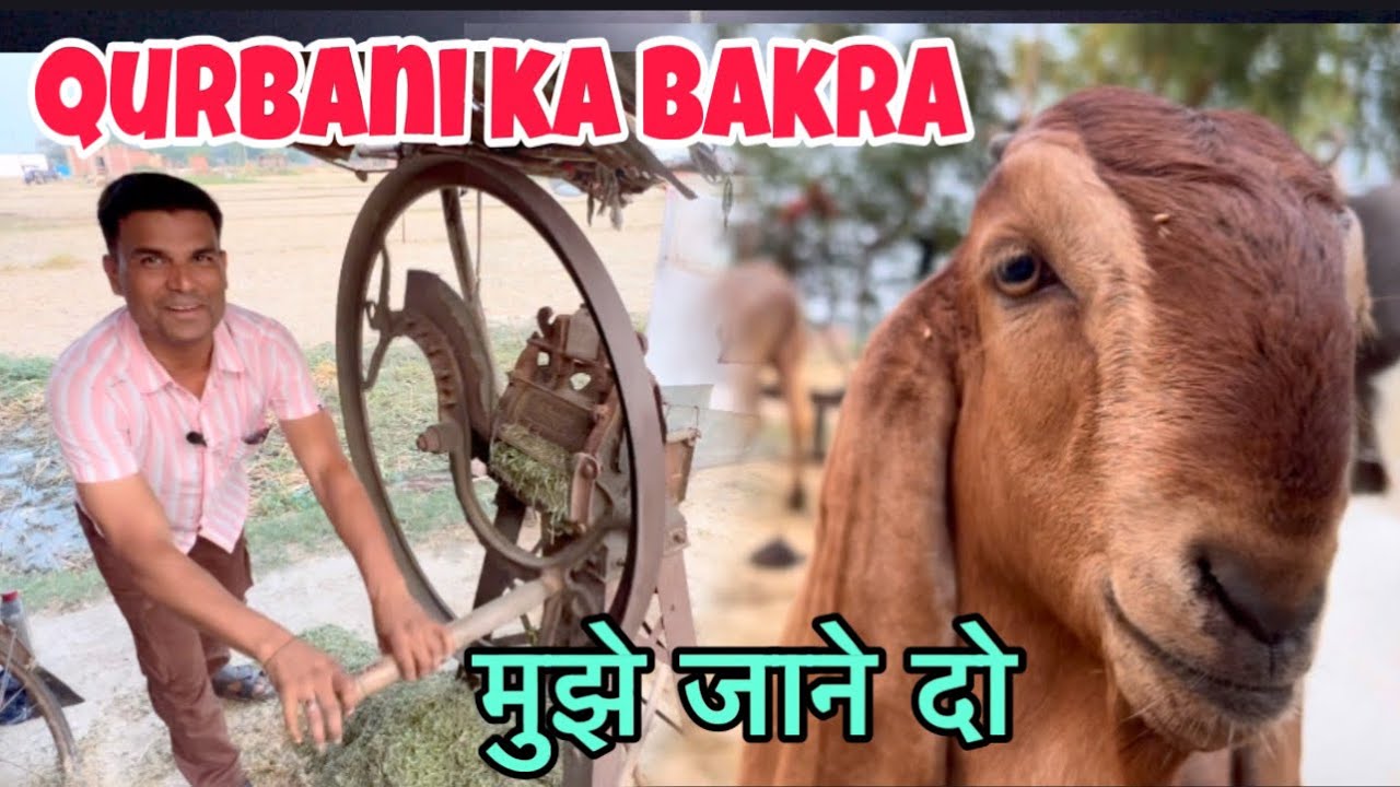 कुर्बानी का सस्ता बकरा 🐐 कैसे खरीदें/ Bakra mandi Gaon ki #bakra - YouTube