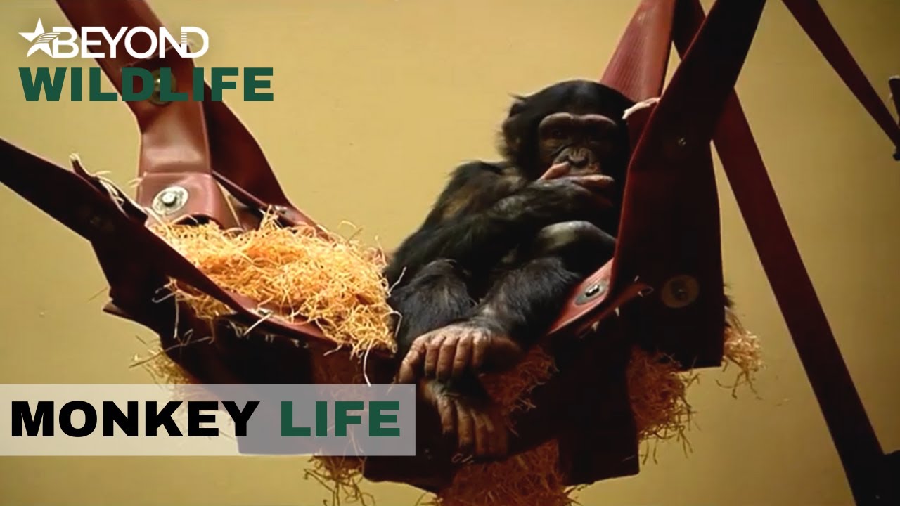 S2E01 | Meeting The Naughtiest Chimp | Monkey Life | Beyond Wildlife ...