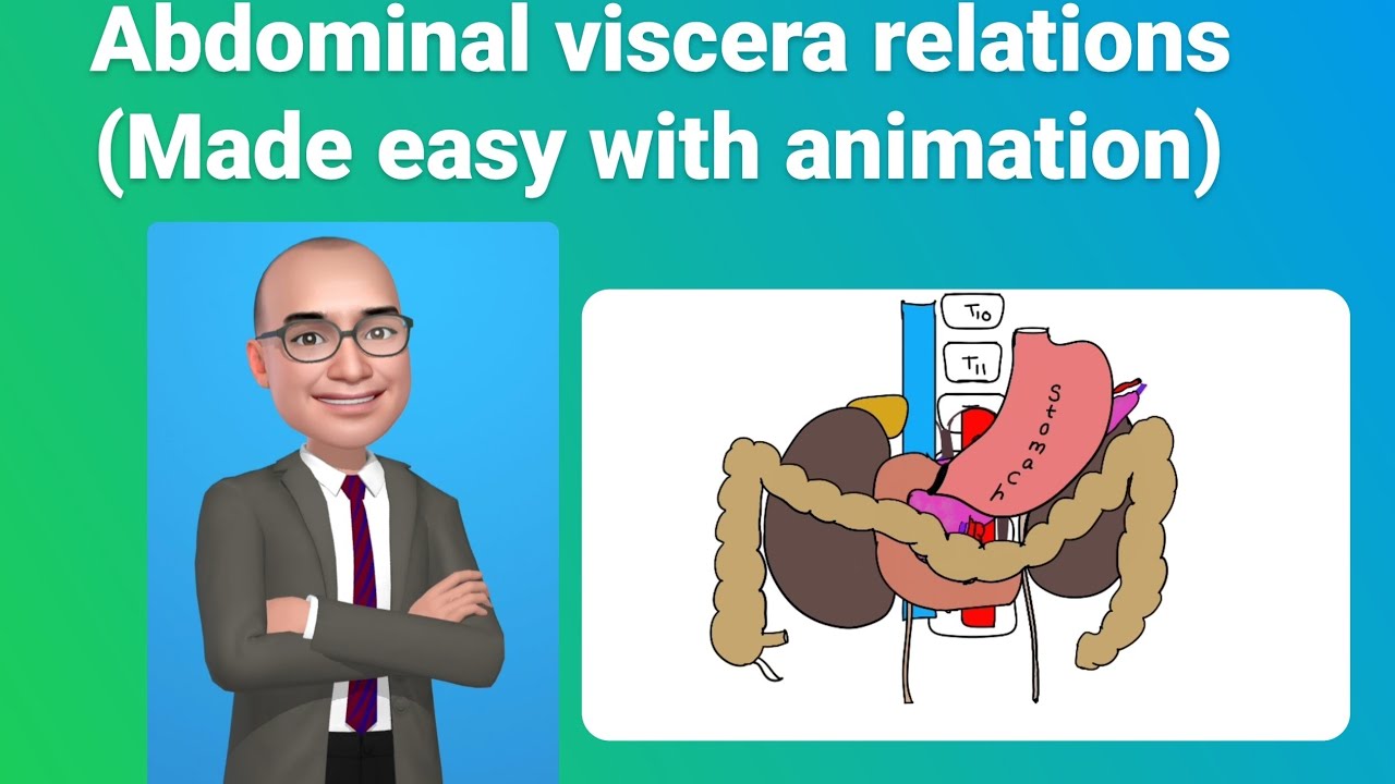 Abdominal viscera - YouTube