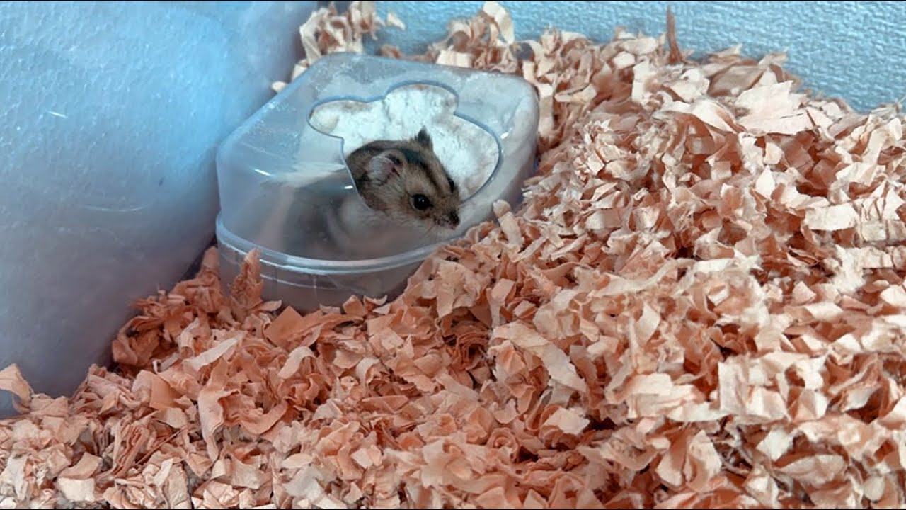 【ハムスター】偵察に出てきて砂場へダイブするジャンガリアンハムスター【4K】Djungarian hamster diving into ...