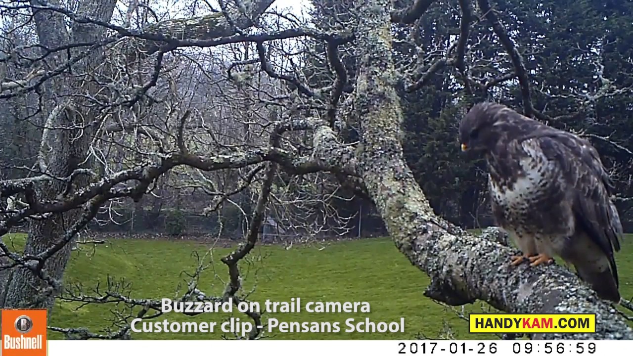 Buzzard on trail camera - YouTube