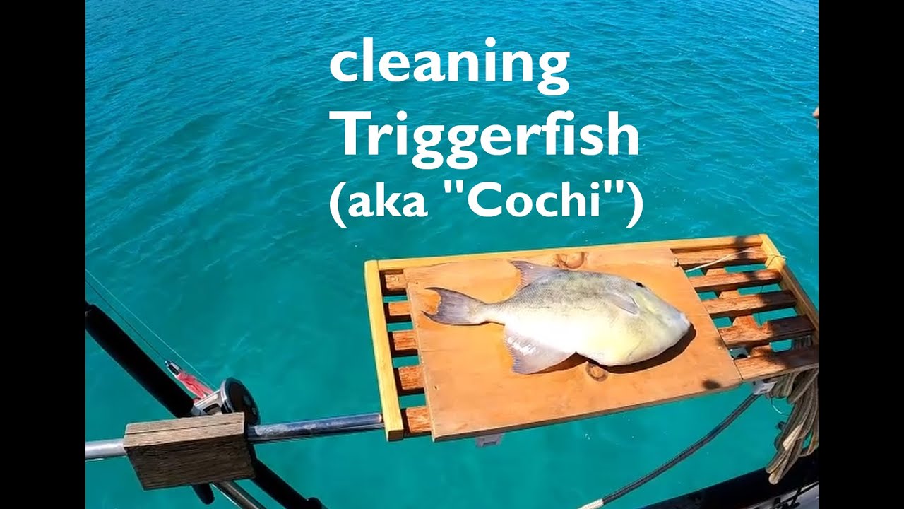 Cleaning Triggerfish (aka "Cochi") in Baja California, México - YouTube