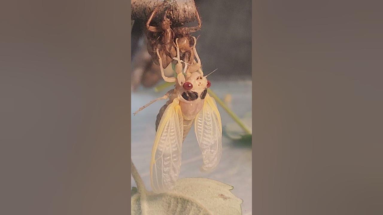 Epic Cicada Brood X Quest: Catch, Hatch, Release #cicada #cicadas - YouTube