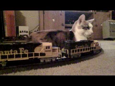 CatZilla and a Freight Train. - YouTube