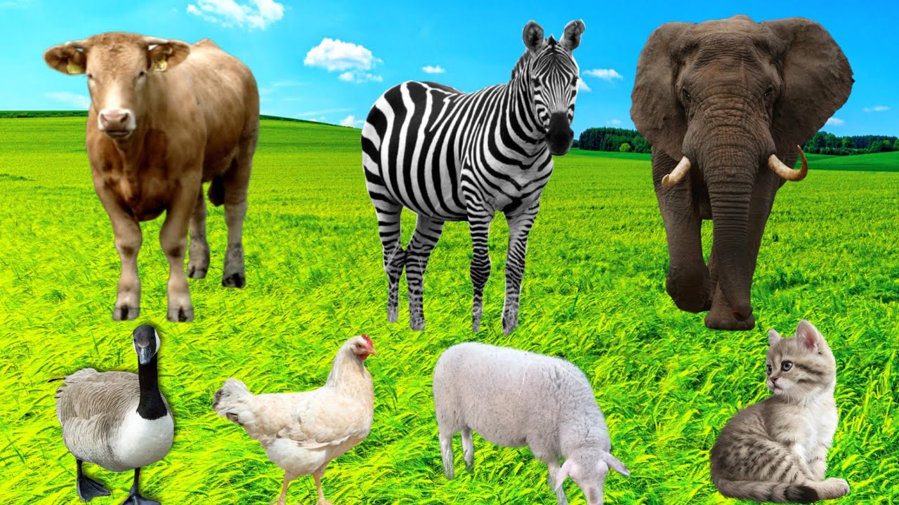 10 Heart-Melting Farm Animals That Will Make You Smile Instantly ...