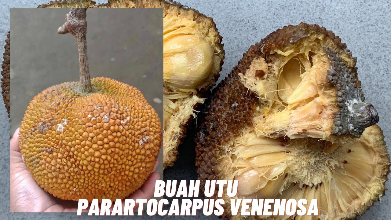 Buah Utu, Keluarga Nangka Yang Langka di Indonesia.. Trip to Java #18 ...