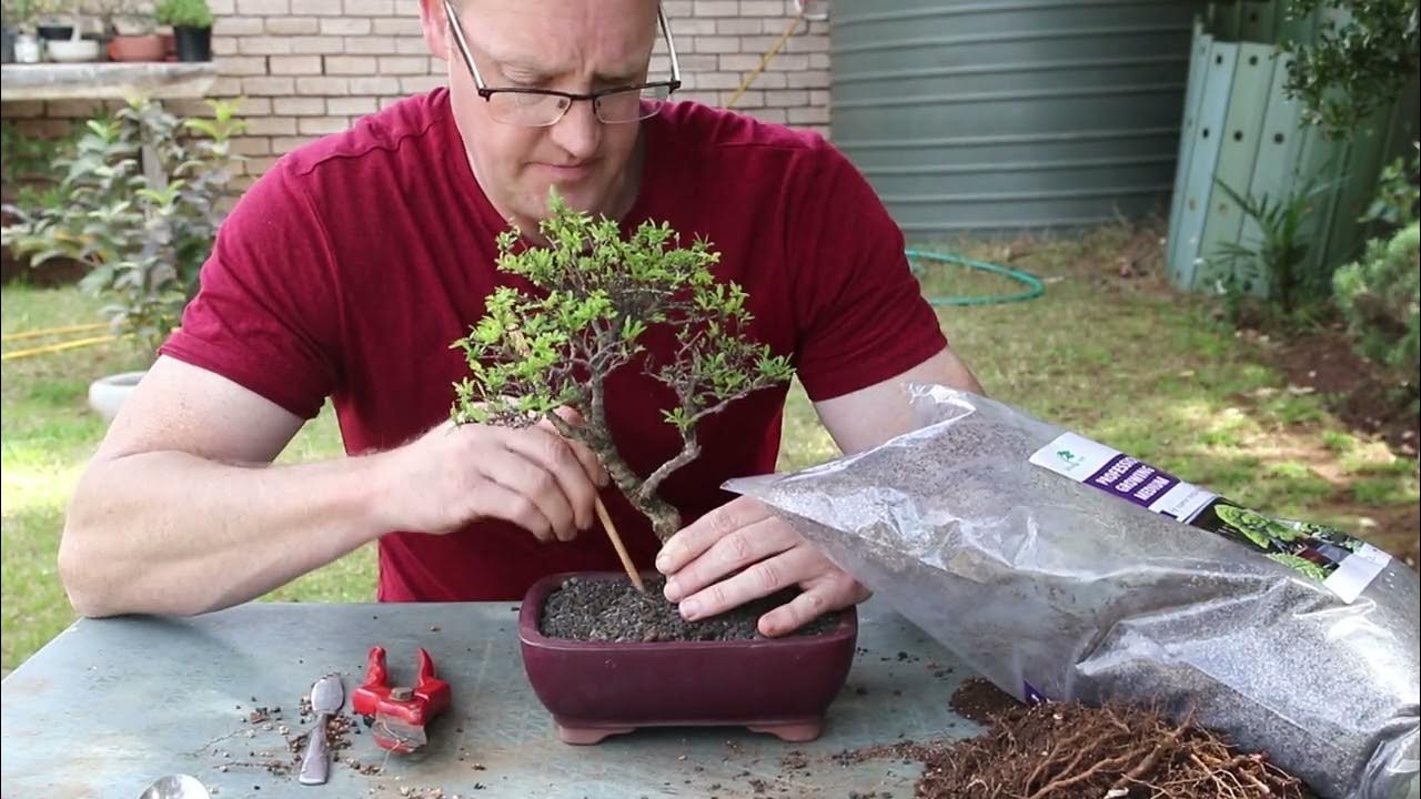 Chinese elm part 2 - YouTube