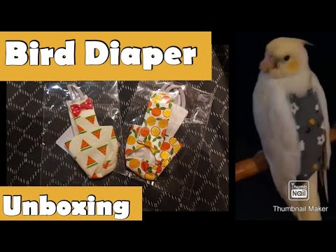 Bird Diaper - unboxing and fitting (for cockatiel) - YouTube