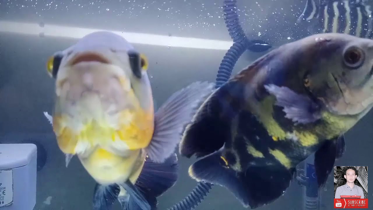GIANT OSCAR FISH | Update koleksi ikan oscar - YouTube