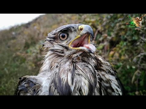 Islanan Şahini kurtardık 🦅