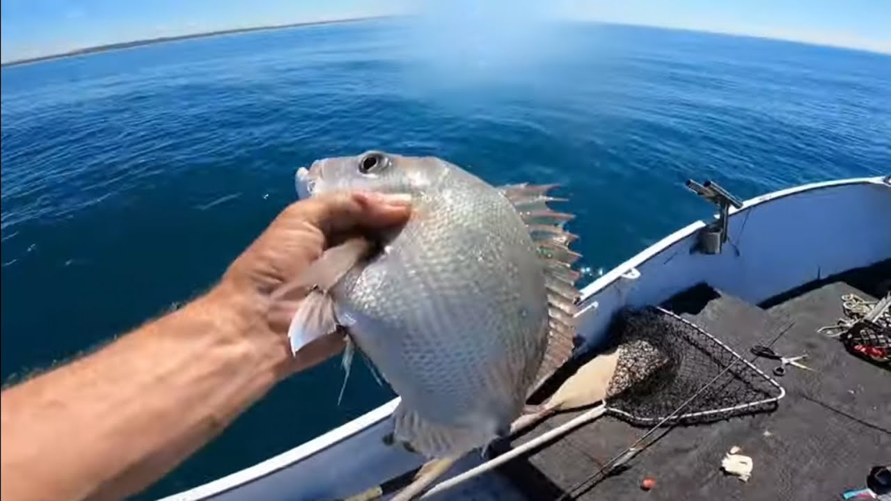 live mullet, snapper, bream, shark and flathead. #fishing - YouTube
