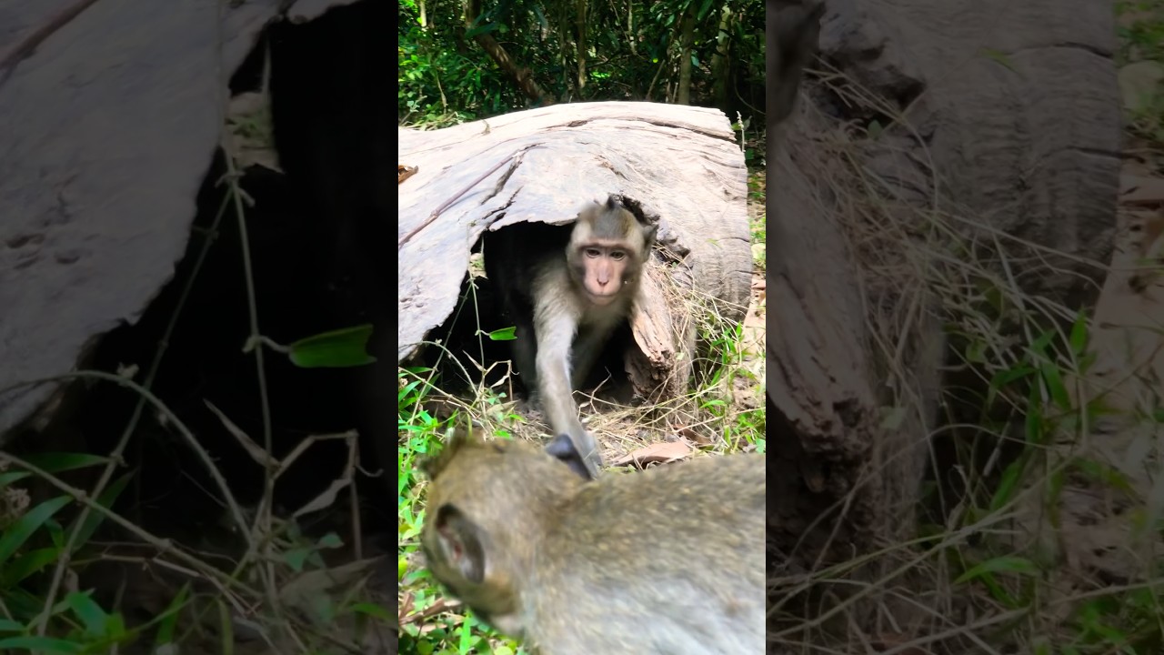 The little monkeys playing in the hole log 🙈🥴🐒🐒 #youtubeshorts # ...