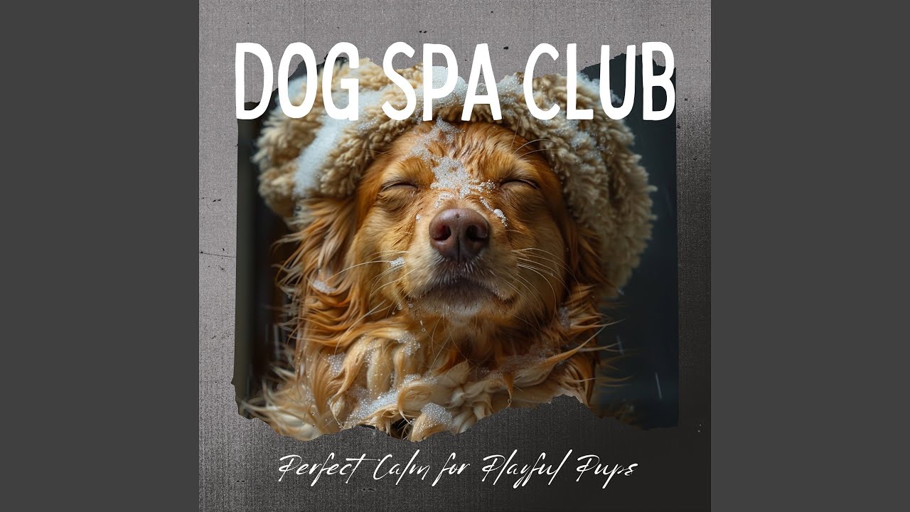 Perfect Calm for Playful Pups - YouTube
