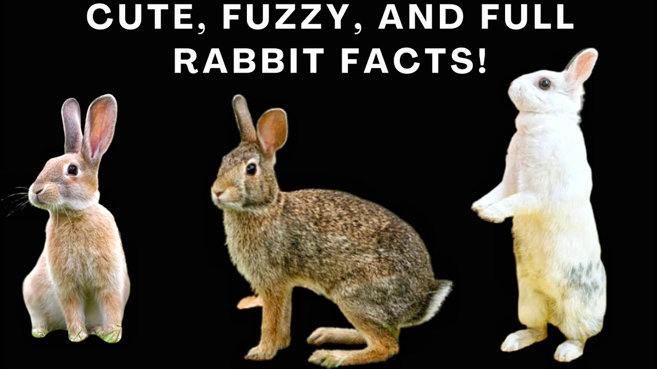 Top 10 Amazing Rabbit Facts - YouTube