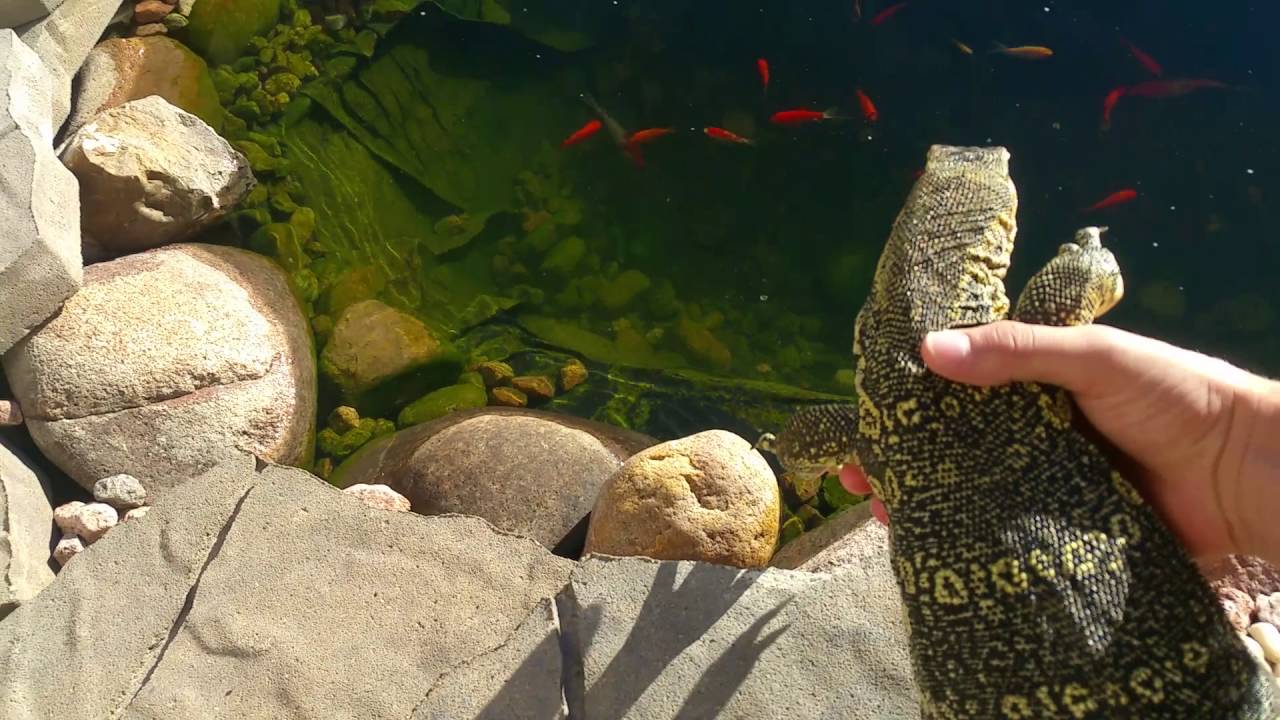 Water monitor swimming in the pond - YouTube
