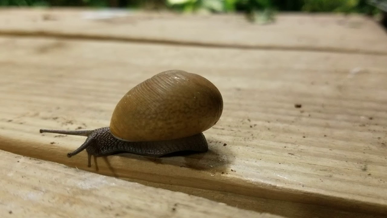 Cuban Brown Snail? - YouTube