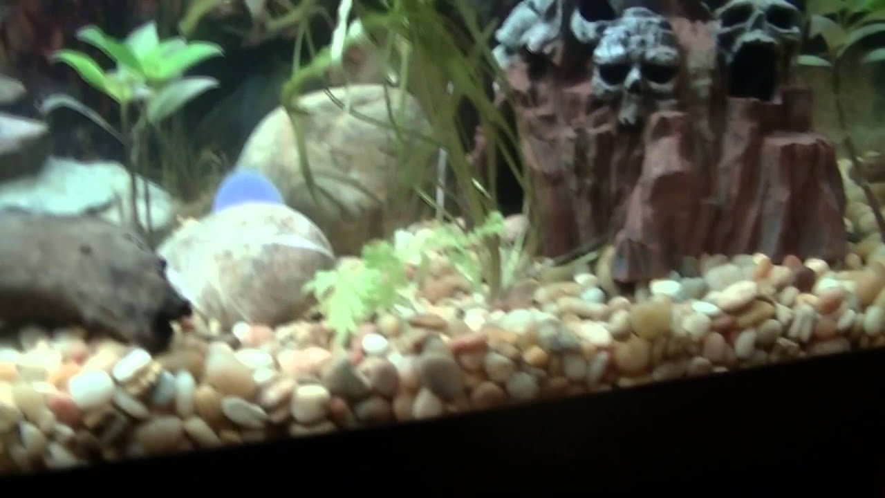 38 Gallon Fish Tank Update: One Month and Feeding! - YouTube