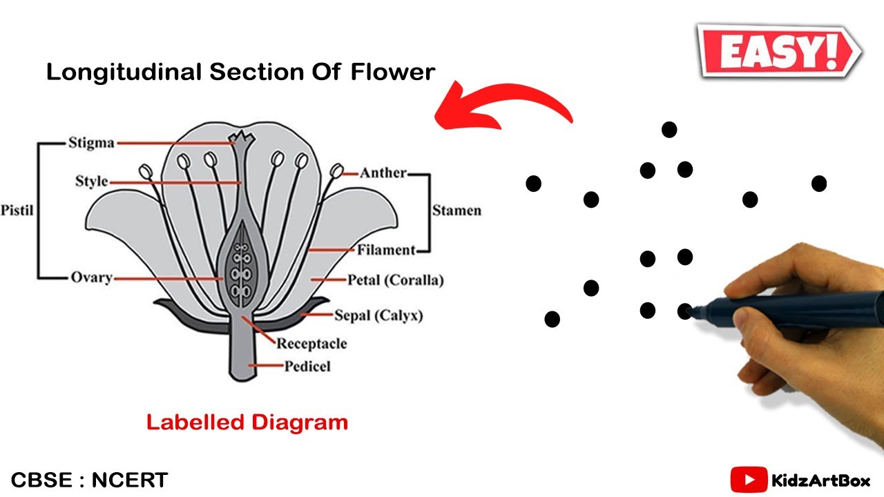 Dots की मदद से Longitudinal Section Of Flower Diagram बनाना सीखें Class