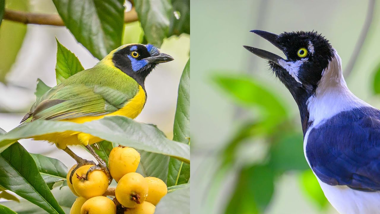 Two amazing jay species: Green Jay And White-tailed Jay - Northern Peru ...