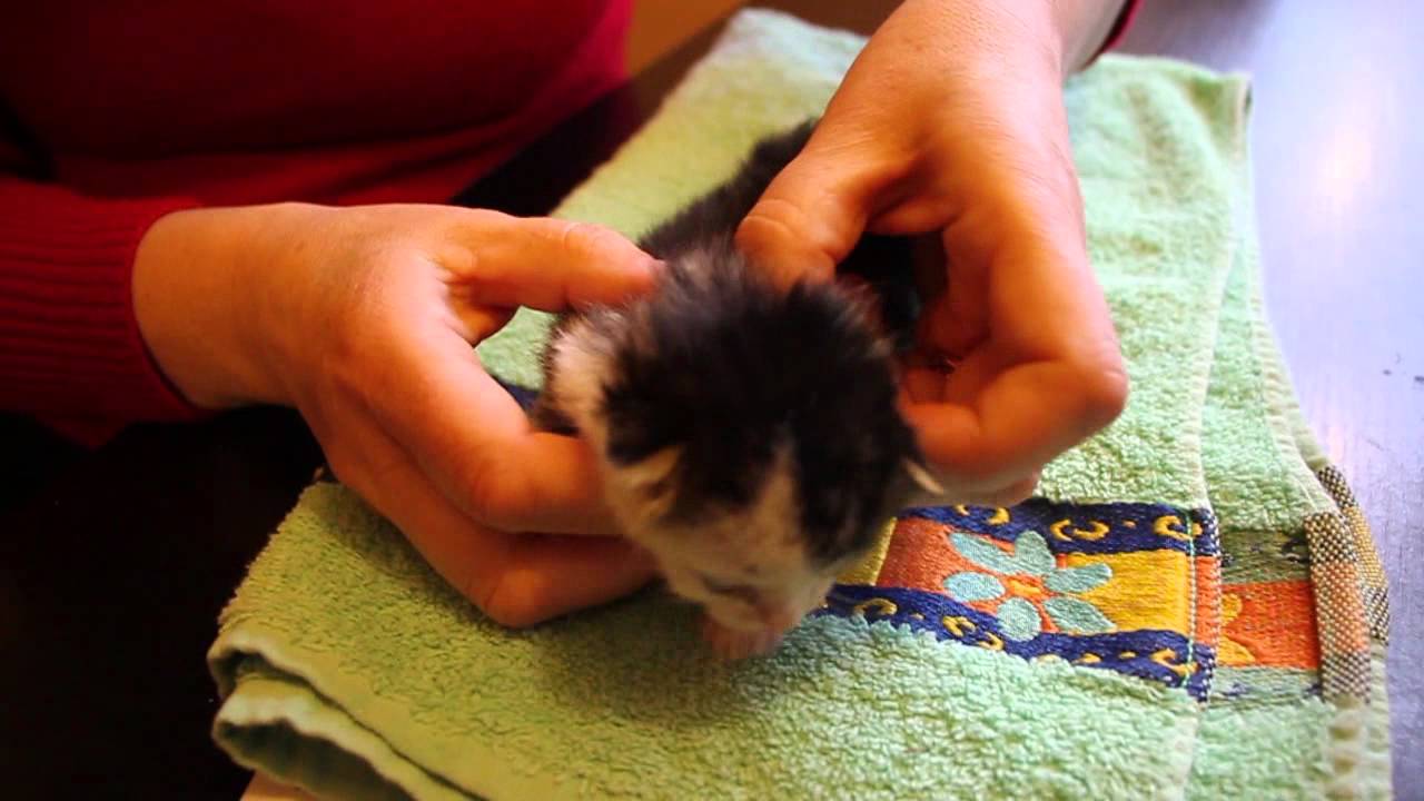 Hand-rearing kittens at Yorkshire Cat Rescue - YouTube