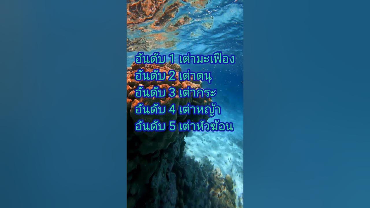 เต่าไทยใกล้สูญพันธุ์ 5 อันดับ #เต่าไทย #เต่าใกล้สูญพันธุ์ - YouTube