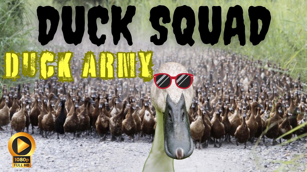 Duck Squad Duck ARMY Videos Compilation | PASUKAN Bebek - YouTube