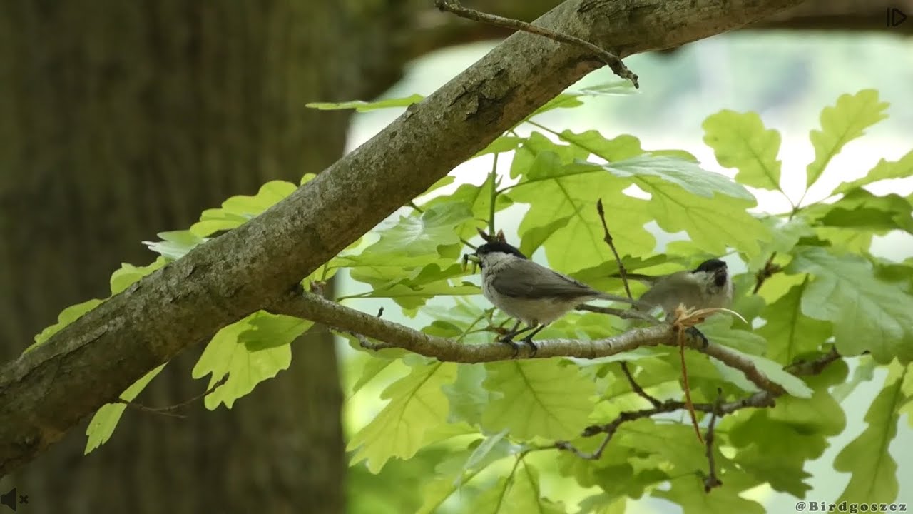 Sikora uboga / Marsh tit (Poecile palustris) - YouTube