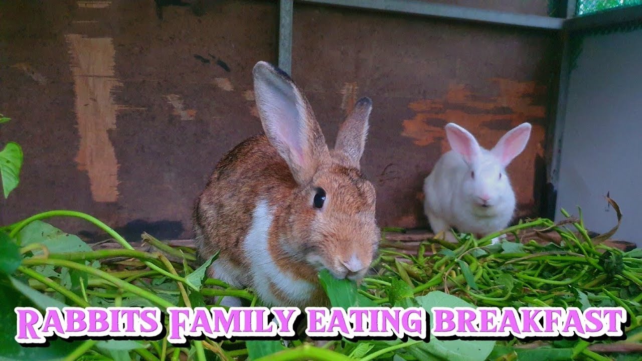 Rabbits eating breakfast with familys/ I look you so cute [ Lovely ...